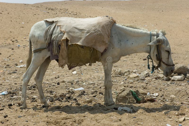Tired mule stock photo. Image of animal, husbandry, mammal - 6861868