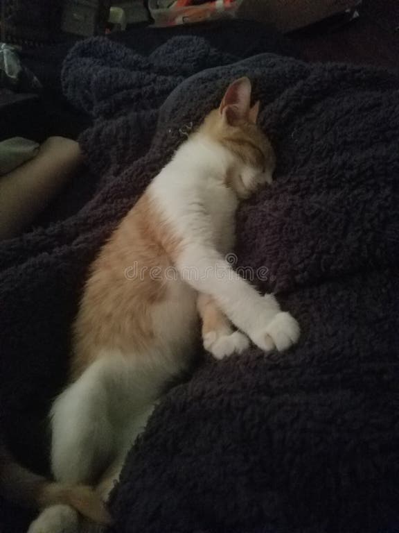 Tired out stock image. Image of couch, ginger, tired - 127871163