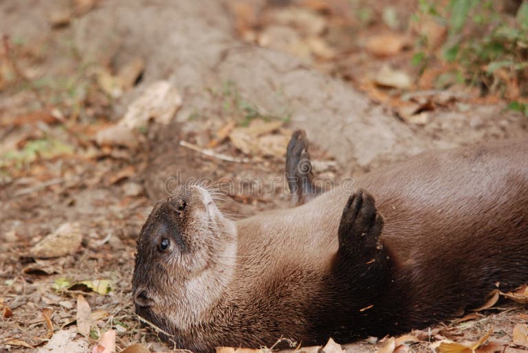 Tired out otter stock image. Image of thinking, repose - 17459171