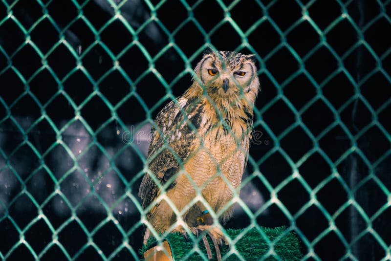 234 Tired Owl Stock Photos - Free & Royalty-Free Stock Photos from ...