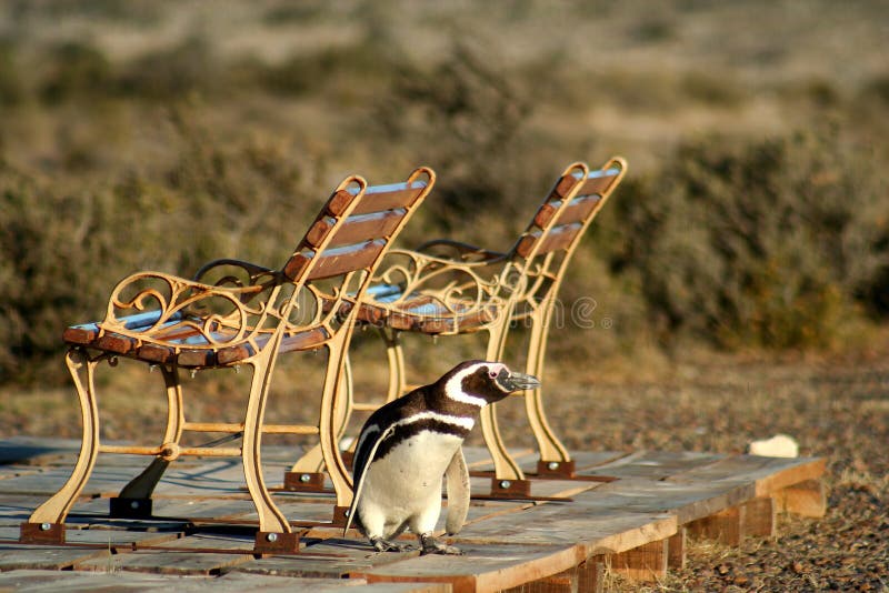 Tired old and sad penguin stock image. Image of bird - 188649853