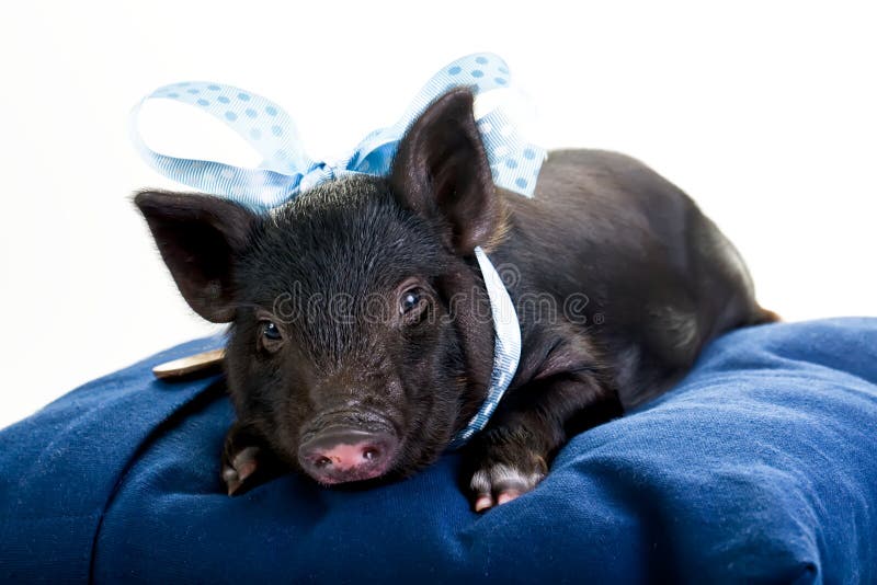 Tired Pig lying down stock image. Image of lonely, ribbon - 13534561