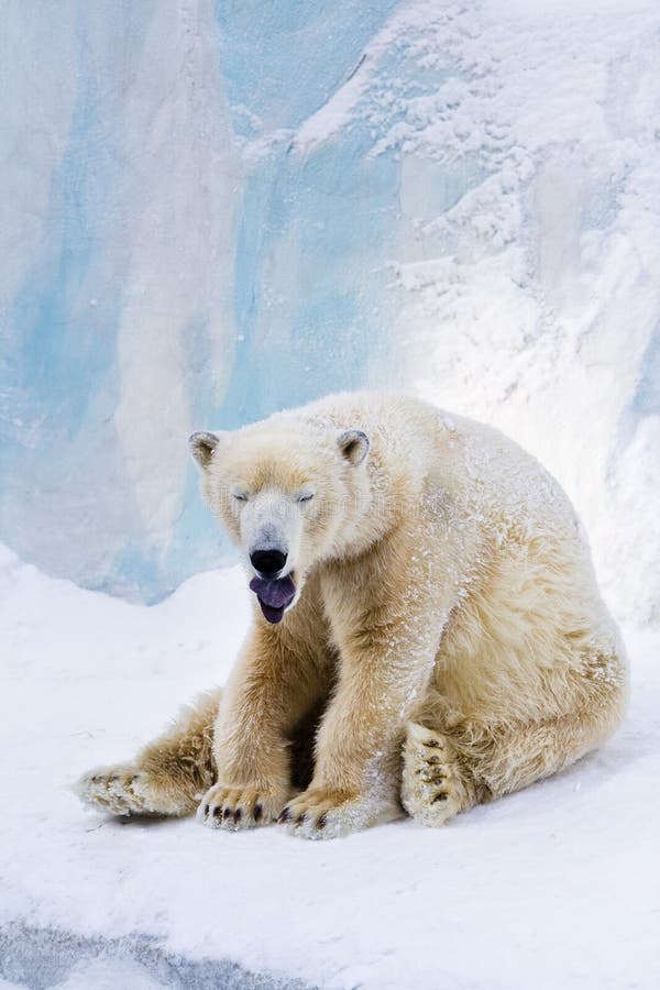 Tired polar bear yawning stock image. Image of sleeping - 12223829