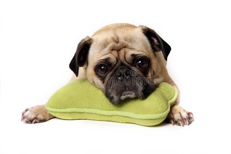 Tired Pug stock image. Image of pedigree, loyal, begging - 5934287