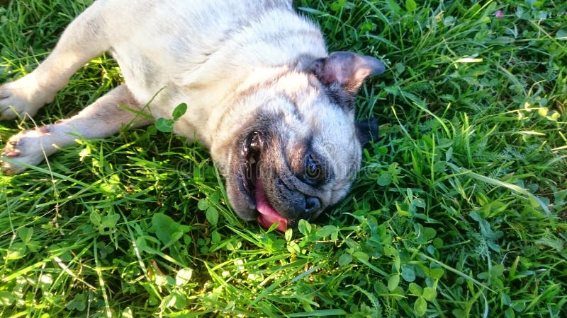 Tired Pug stock photo. Image of vibrant, tired, colors - 84882360