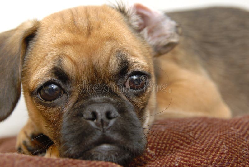 Tired Puggle stock photo. Image of ears, close, animal - 8190616