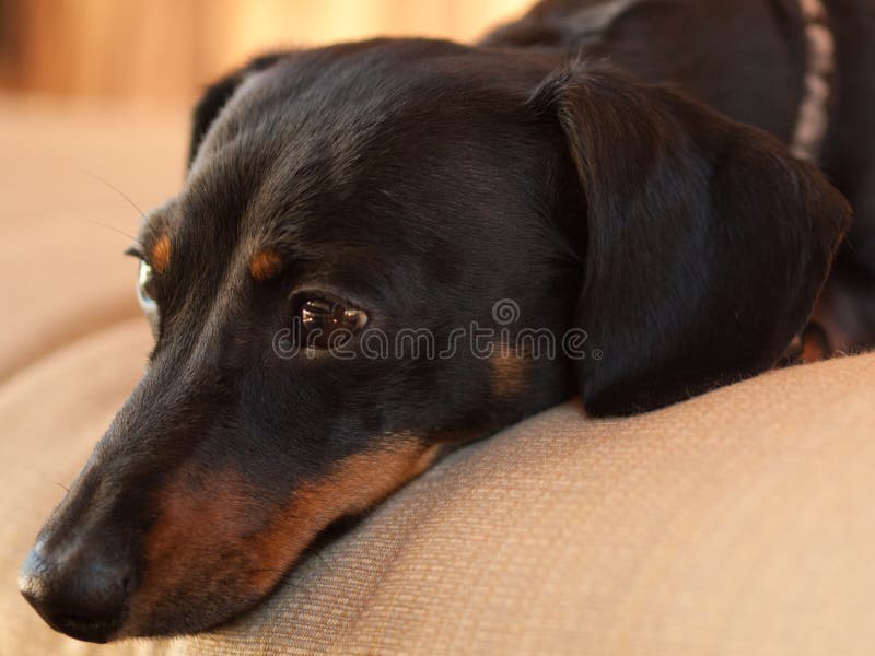 Tired Puppy stock image. Image of lonely, flop, domestic - 20960389