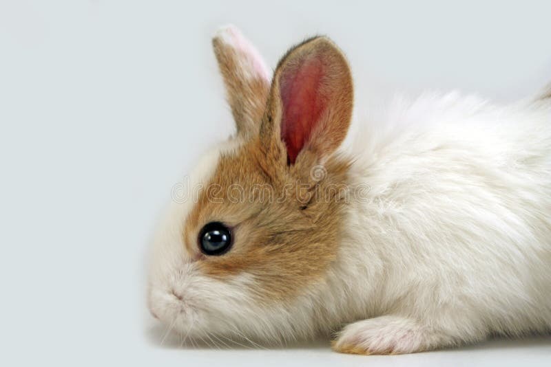 Tired rabbit stock foto. Afbeelding bestaande uit rabbit - 3543340