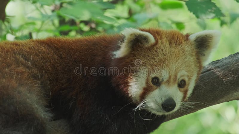 Red panda on tree stock footage. Video of cute, habitat - 340090352