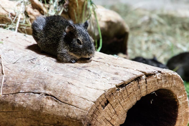 Tired Rodent Sleeping on Log in Sunlight Stock Photo - Image of habitat ...