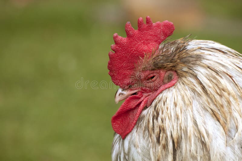 Tired rooster stock image. Image of feather, poultry - 26882291