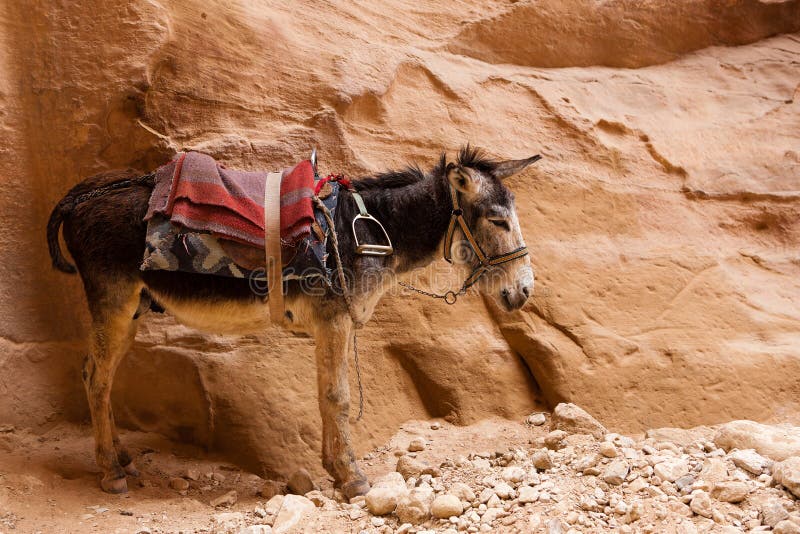 107 Tired Mule Stock Photos - Free & Royalty-Free Stock Photos from ...