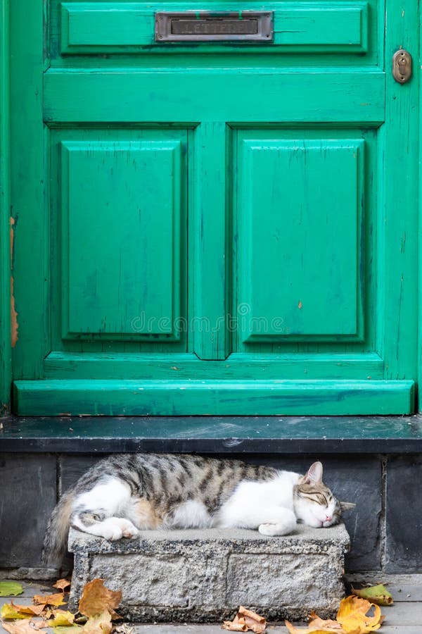 Tired Sleeping Cat Lying in Front of Home Door Stock Image - Image of ...