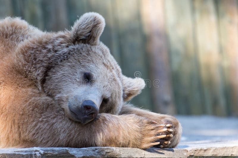 Tired Sleeping Relaxing Brown Bear in Zoo Stock Photo - Image of sleep ...
