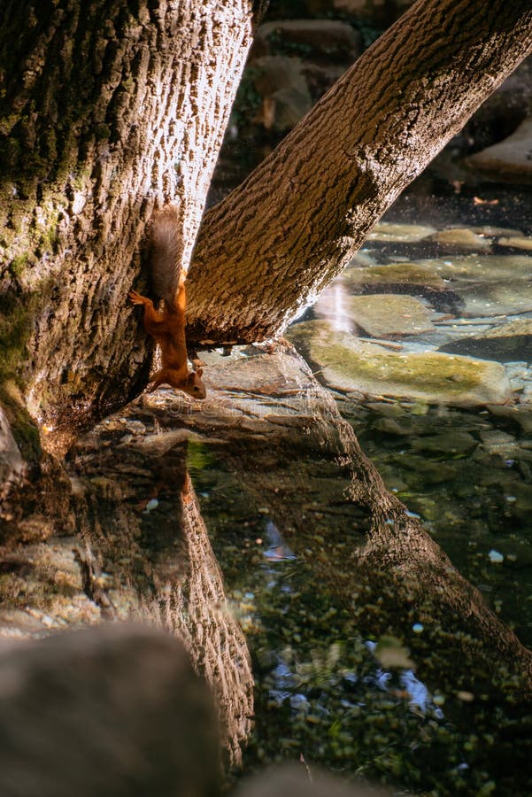 301 Tired Squirrel Stock Photos - Free & Royalty-Free Stock Photos from ...