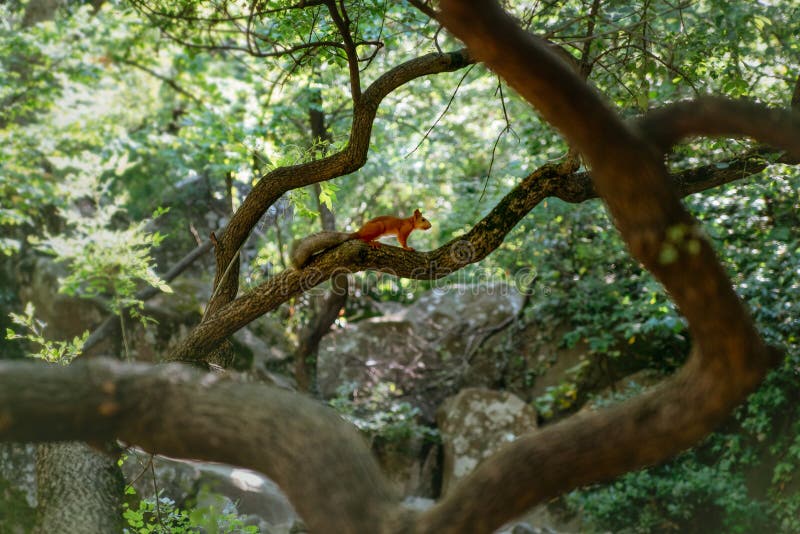 337 Tired Squirrel Stock Photos - Free & Royalty-Free Stock Photos from ...