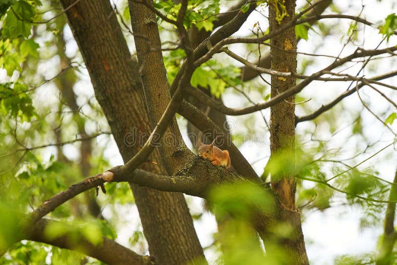 Tired Squirrel Lying Down on the Branch. Stock Photo - Image of brown ...