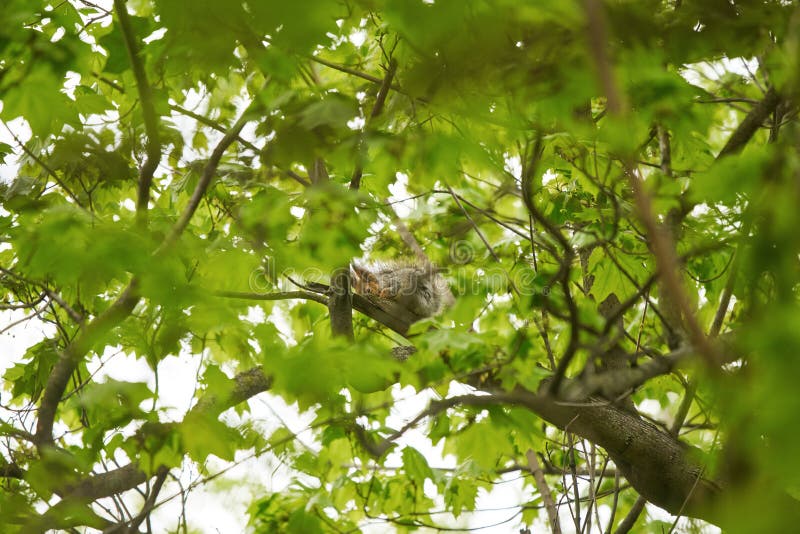 Tired Squirrel Sleeping Down on the Branch. Stock Photo - Image of ears ...