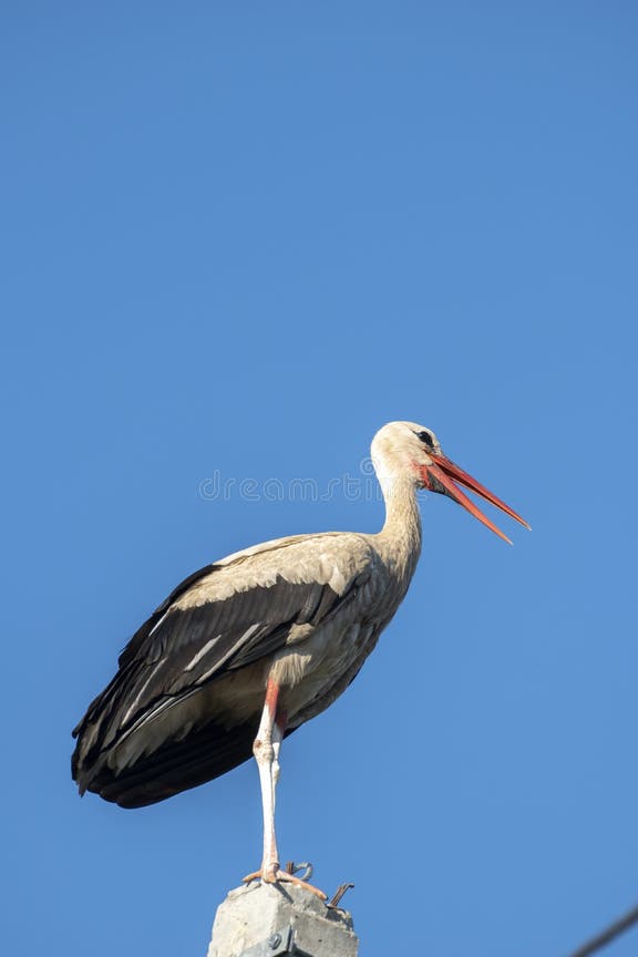 Tired Stork with Long Red Beak Resting on the Pole Stock Image - Image ...