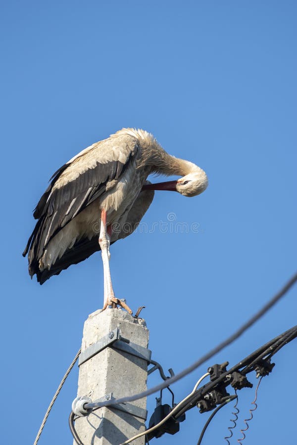 Tired Stork with Long Red Beak Resting on the Pole Stock Image - Image ...