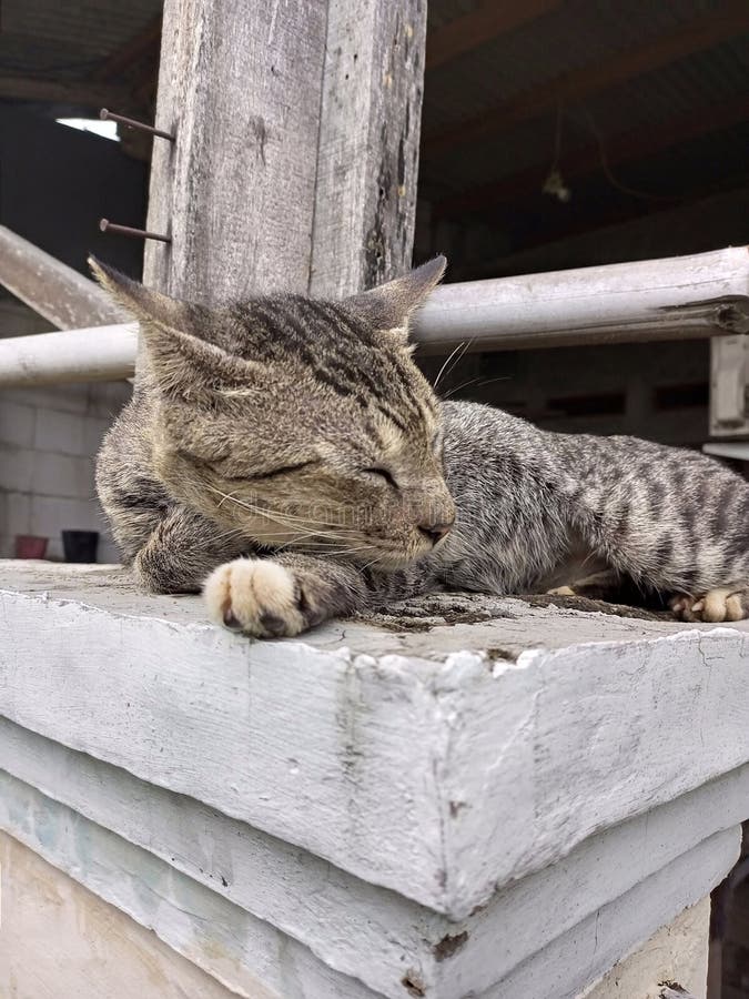 Tired stray cat stock photo. Image of wildlife, stray - 272031206