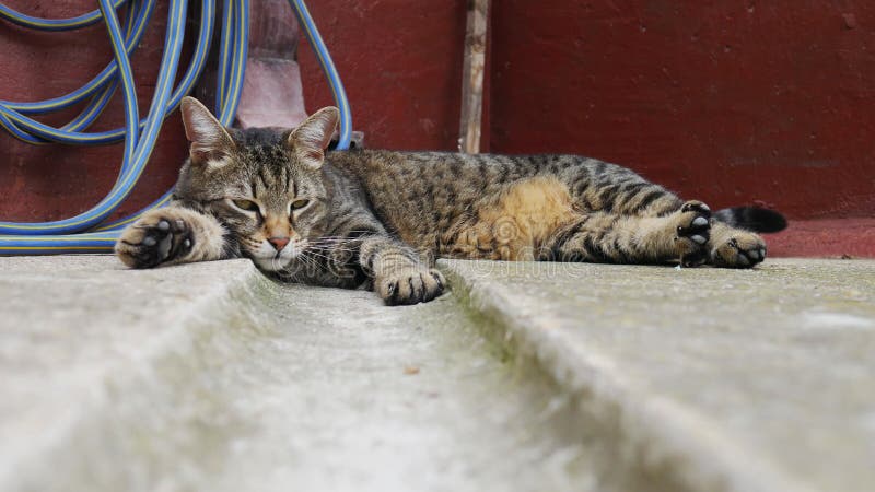 A Tired Striped Cat Struggles To Stay Awake Stock Video - Video of ...