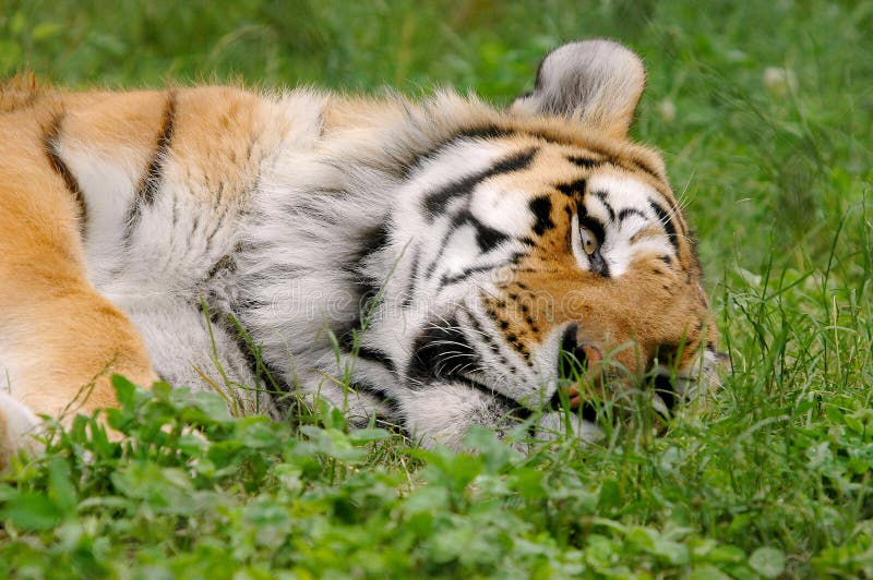 Tired tiger 3 stock image. Image of feline, plant, nature - 1768375