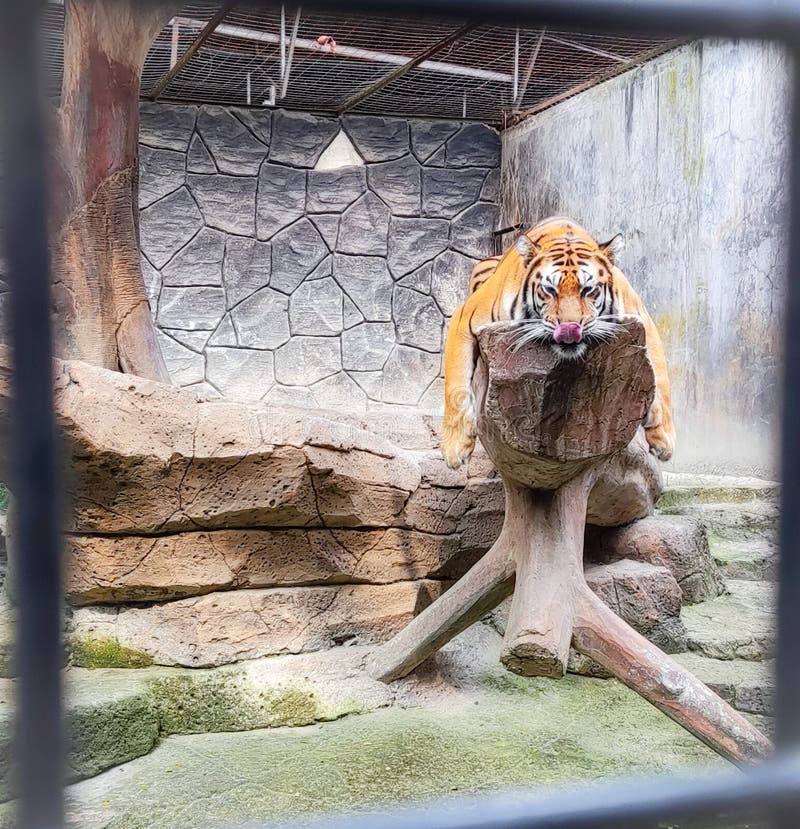 The Tired Tiger stock photo. Image of mammal, tiger - 274772036