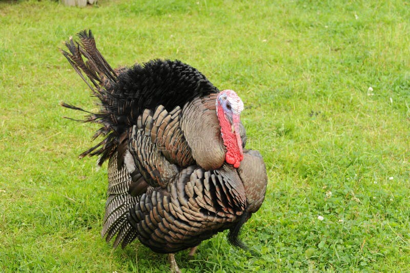 Turkey Waddle Stock Photos - Free & Royalty-Free Stock Photos from ...