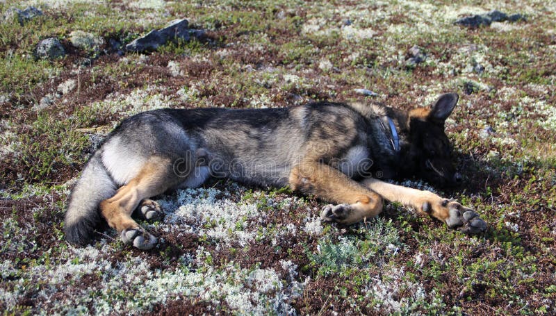 Tired stock photo. Image of tired, wolf, sleep, ntired - 89005692