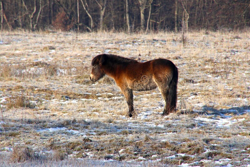 1,052 Tired Horse Photos - Free & Royalty-Free Stock Photos from Dreamstime