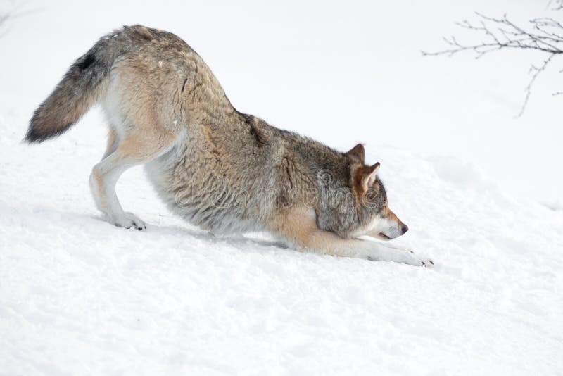 Tired wolf stretching stock photo. Image of looking, area - 39182342