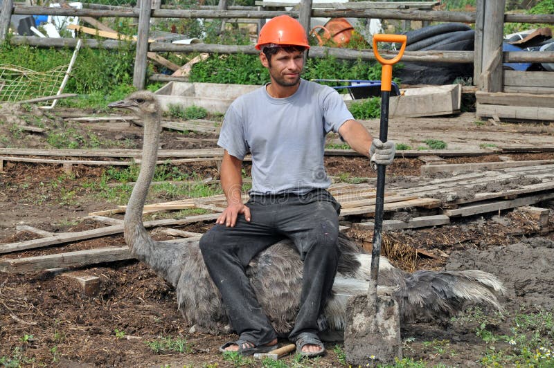 Tired Worker Sits on Ostrich Stock Photo - Image of activity, business ...