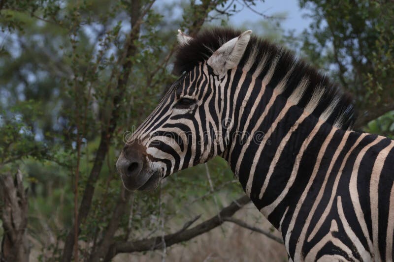 Tired Zebra standing tall stock image. Image of zebra - 303707527