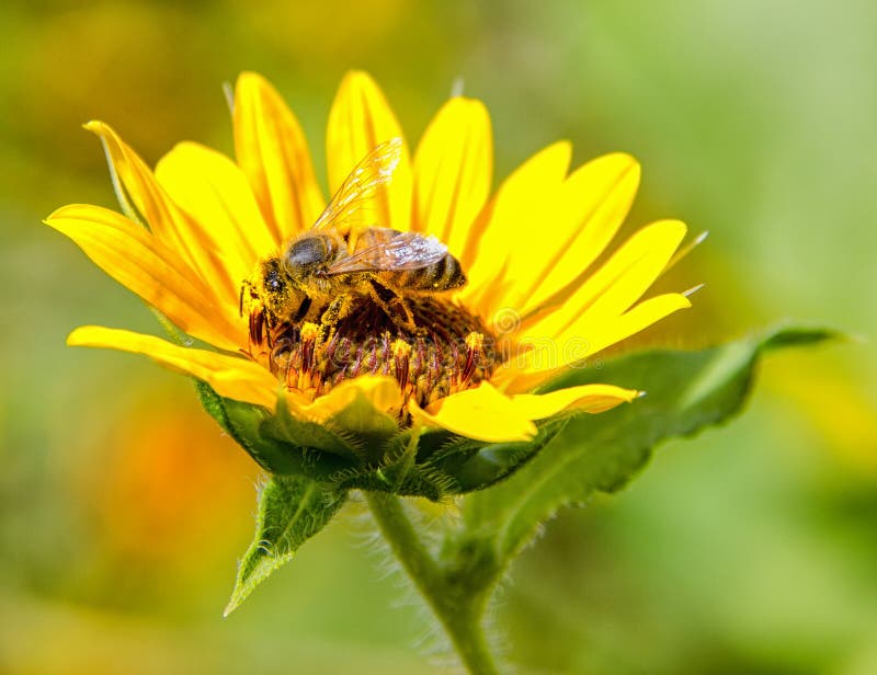 Tireless Worker Bee Pollinating a Bright, Beautiful Sunflower. Stock ...