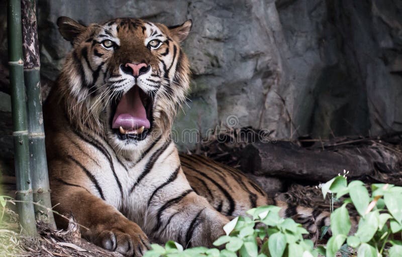 A tiring day stock photo. Image of tiring, animal, yawn - 45820656
