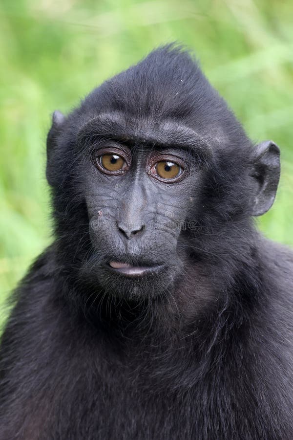 Tiro Certeiro De Uma Macaca Crested Imagem de Stock - Imagem de selva ...