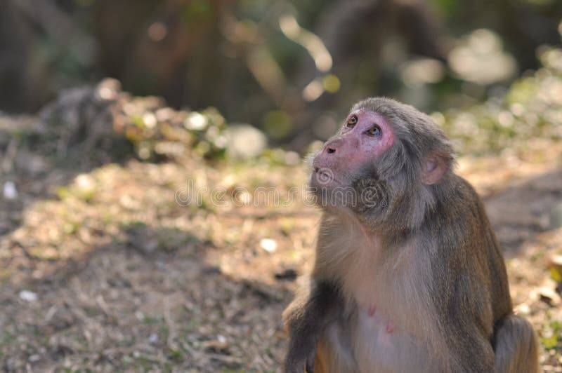 Tiro do close-up do macaco imagem de stock. Imagem de verdes - 30896197