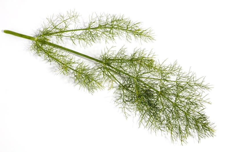 Planta da erva-doce imagem de stock. Imagem de vegetal - 16460637