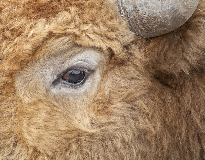 Ojo de una vaca foto de archivo. Imagen de existencias - 2267810