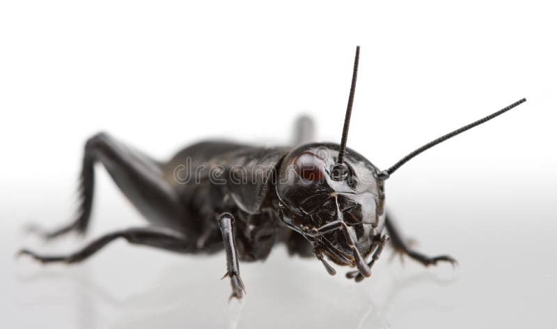 1,613 Fotos de Stock de Grilo Preto No Fundo Branco - Fotos de Stock ...