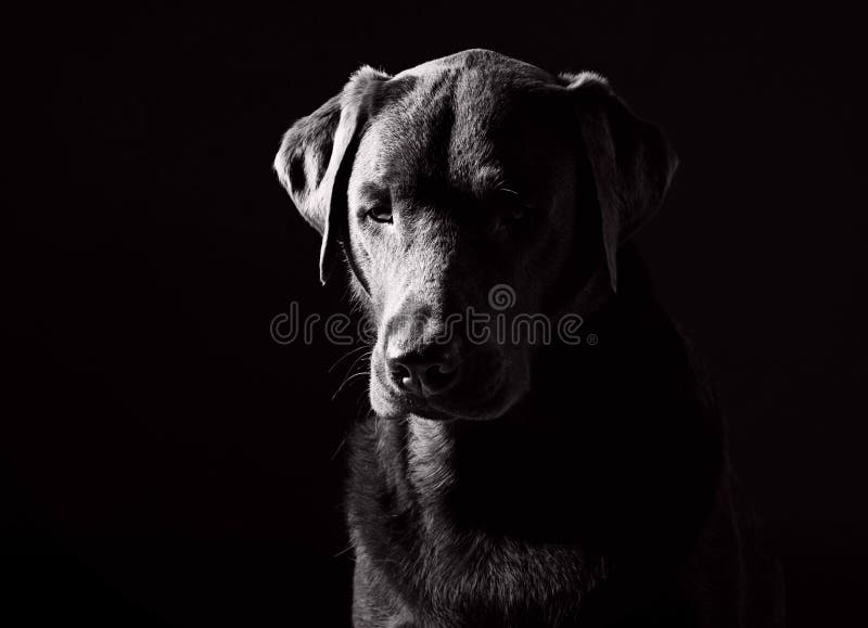 Tiro Preto E Branco De Um Labrador De Vista Triste Imagem de Stock ...