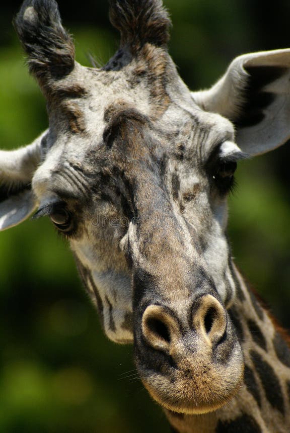 Tiro Principal De Um Giraffe Imagem de Stock - Imagem de girafa, chifre ...