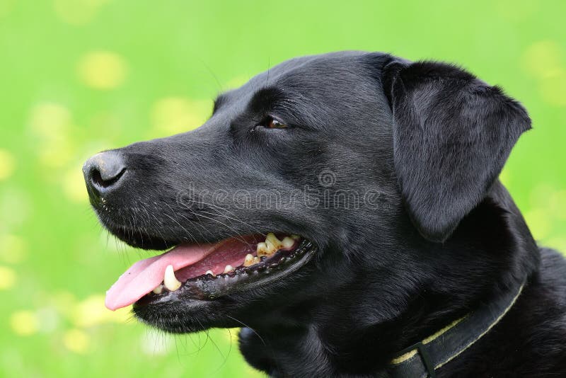 Tiro Principal De Un Labrador Negro Lindo Foto de archivo - Imagen de ...