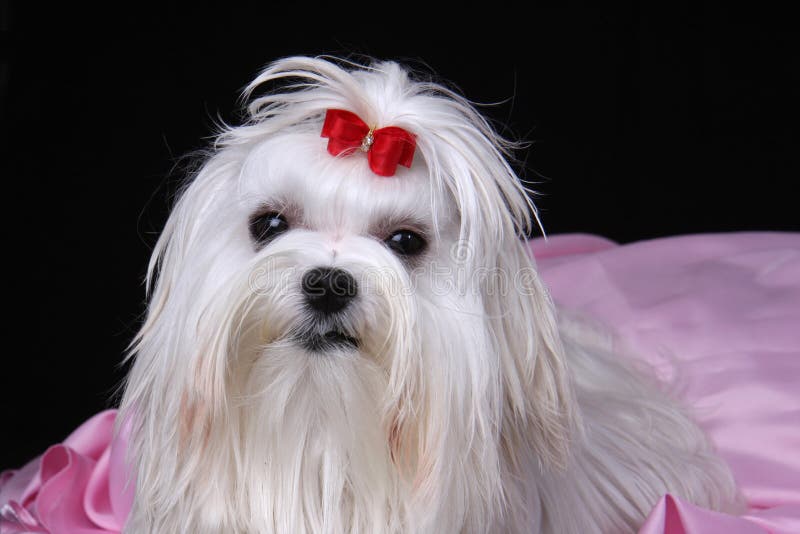 Tiro Principal Del Perro Maltés Imagen de archivo - Imagen de lindo ...