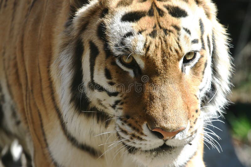 Tiro principal do tigre foto de stock. Imagem de pelaria - 258356