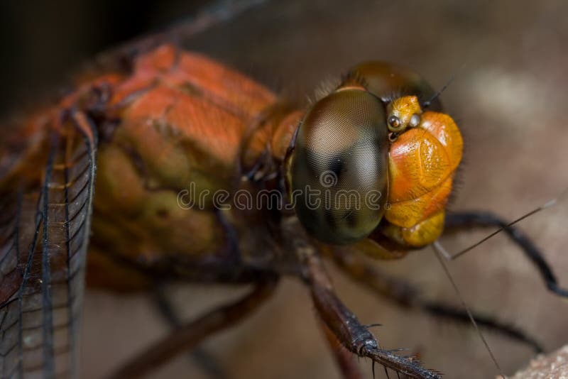 Tiro Rojo De La Cara De La Libélula Foto de archivo - Imagen de planta ...
