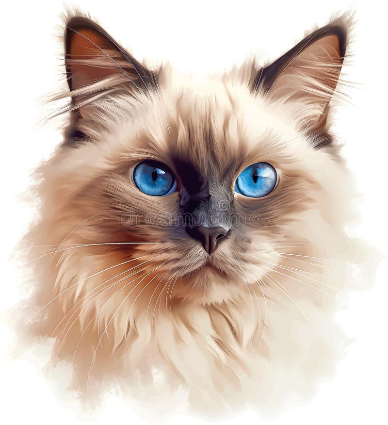 Drawn and Colored of Cute Birman Cat Portrait on White Background ...
