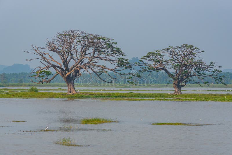 Tissa Weva Lake at Sri Lanka Stock Image - Image of travel, water ...