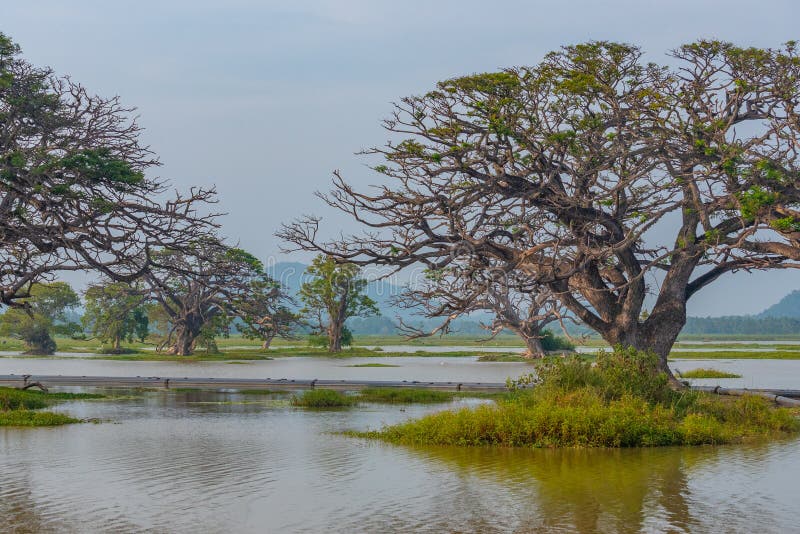 Tissa Weva Lake at Sri Lanka Stock Image - Image of fresh, fishing ...